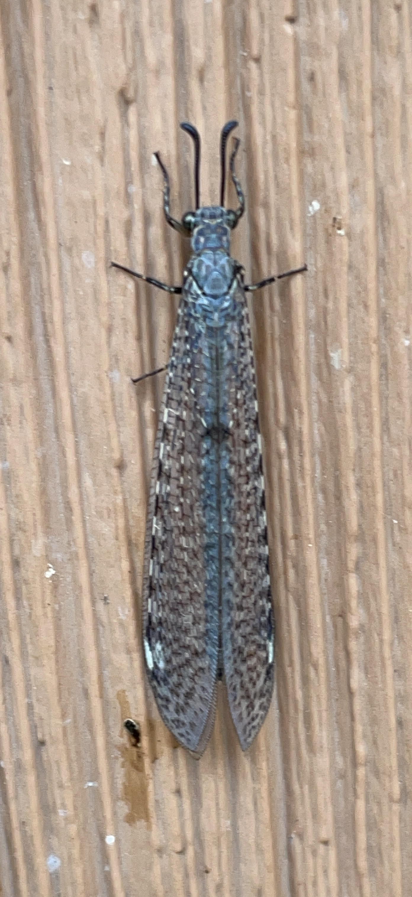 Today’s adventure with insects – Michael's Place