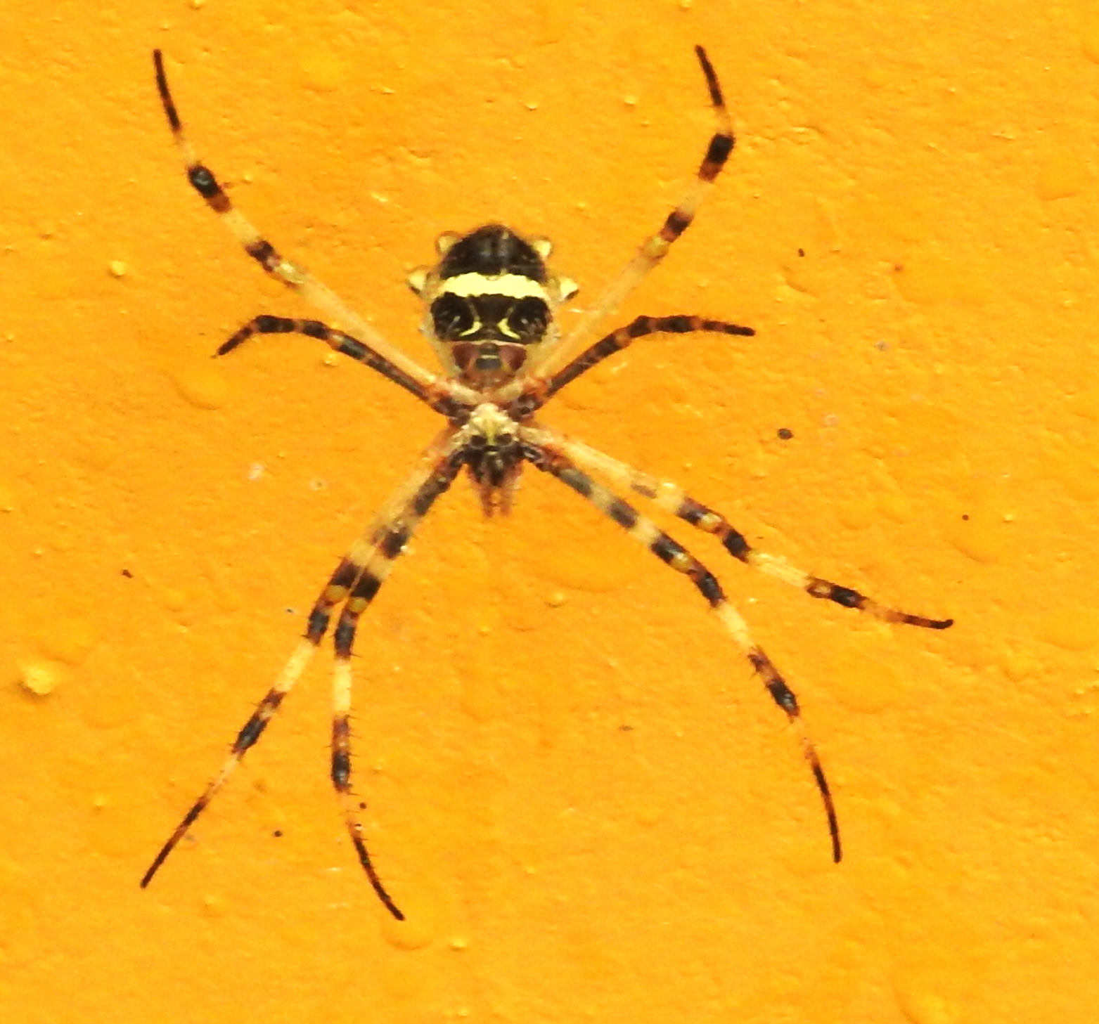 Panama – spiders – Michael's Place