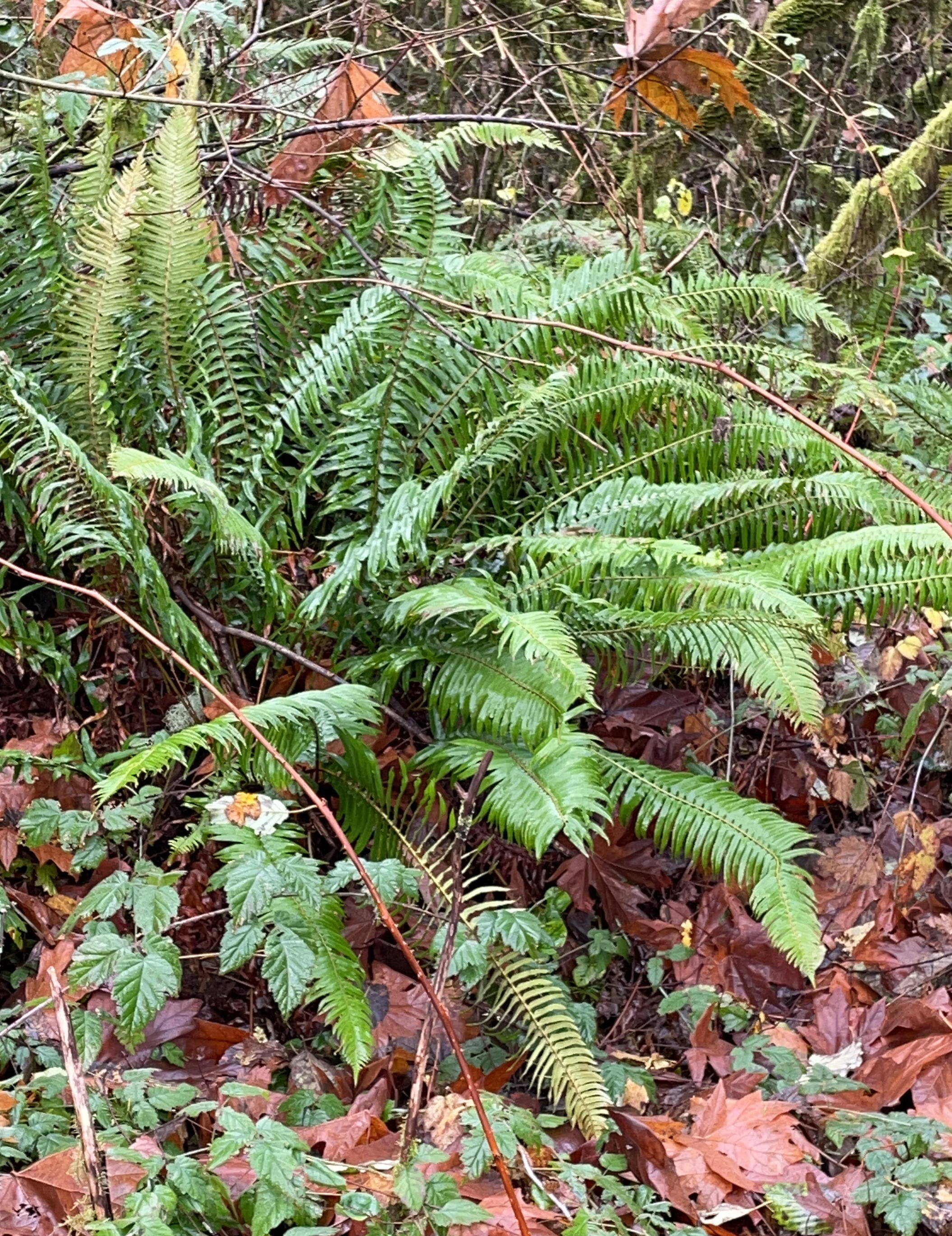 Oregon – lichens and more – Michael's Place