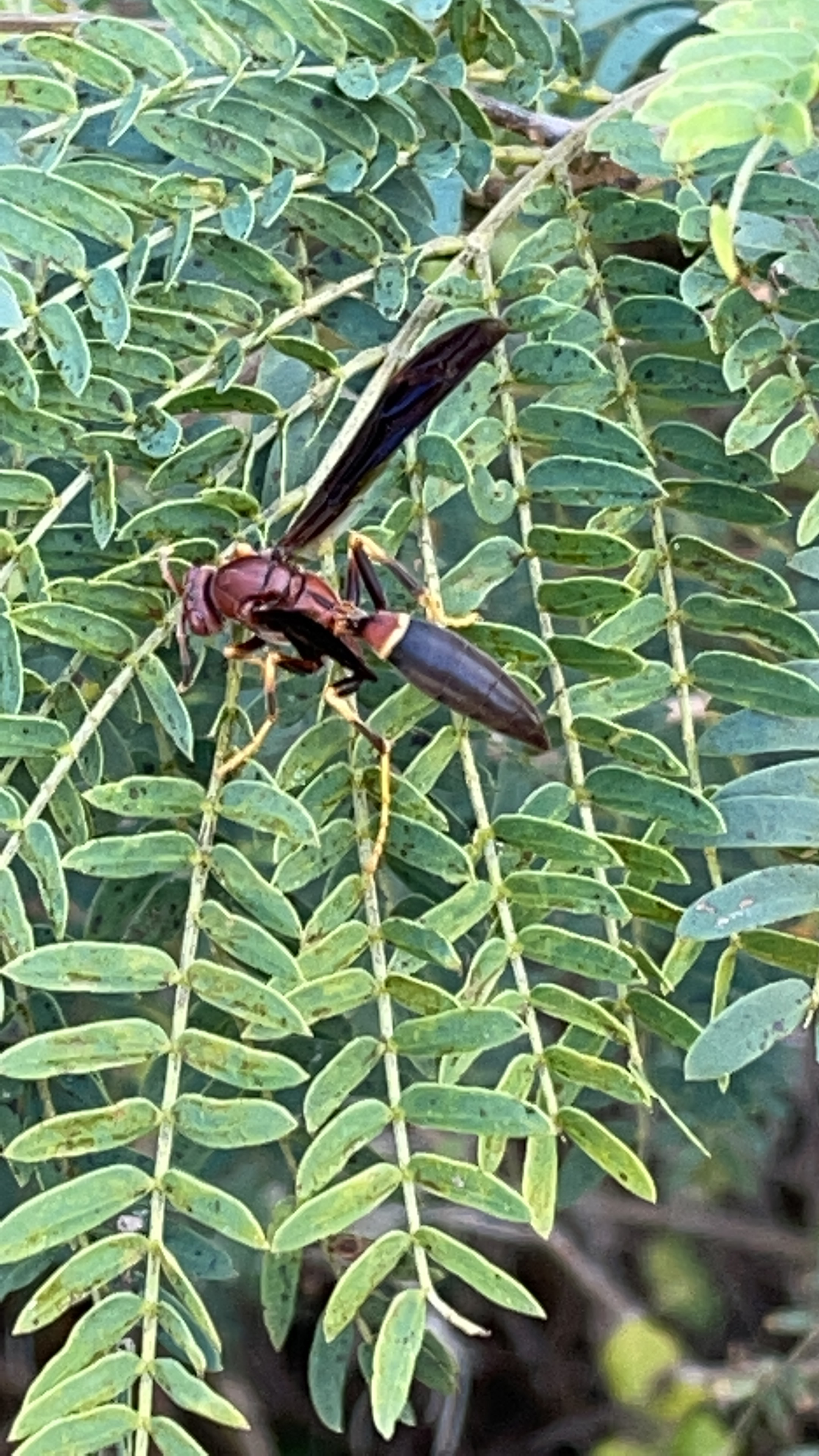 A day searching for things other than birds – Michael's Place