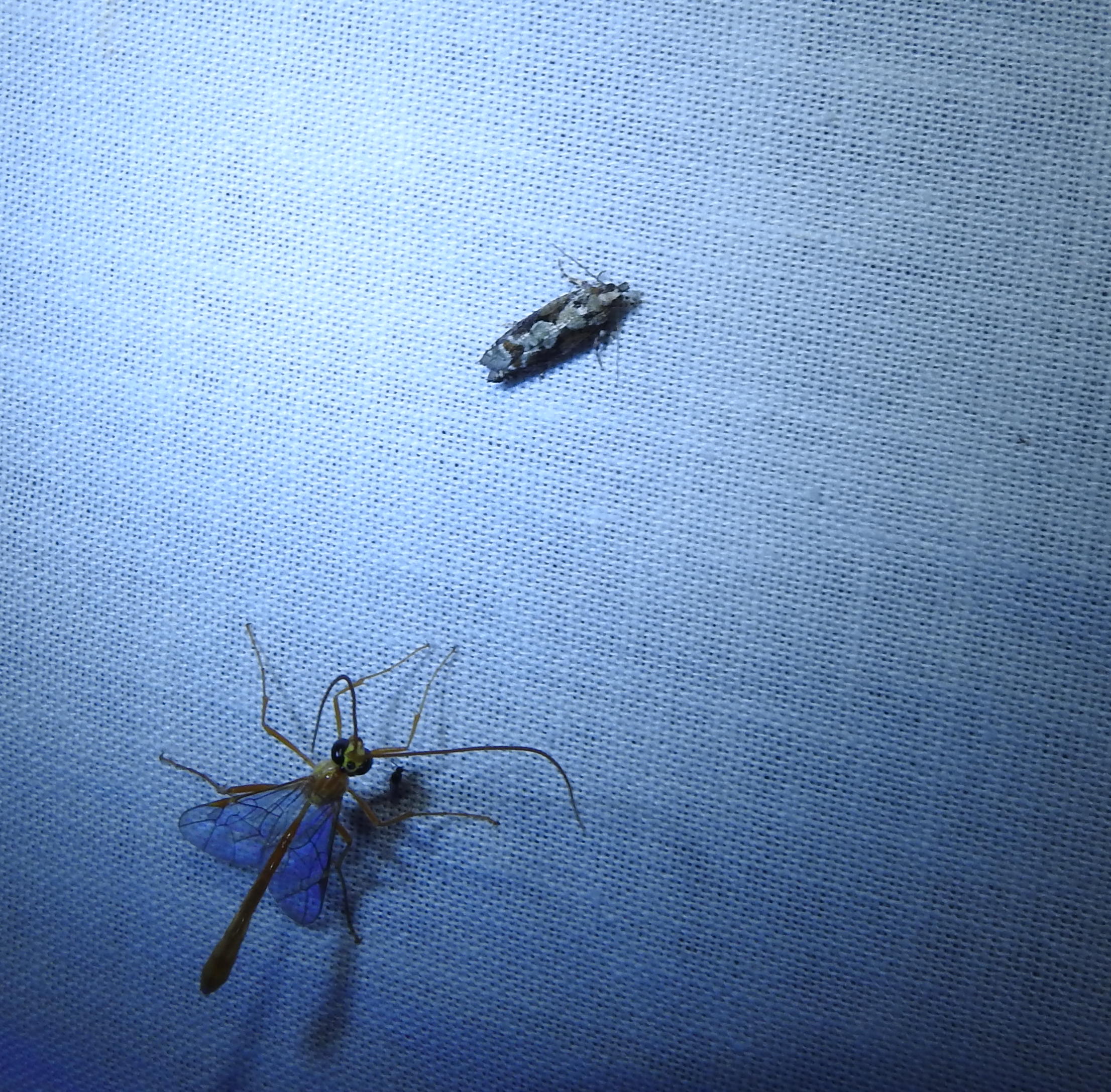 A new place to stay and a night with insects – Michael's Place