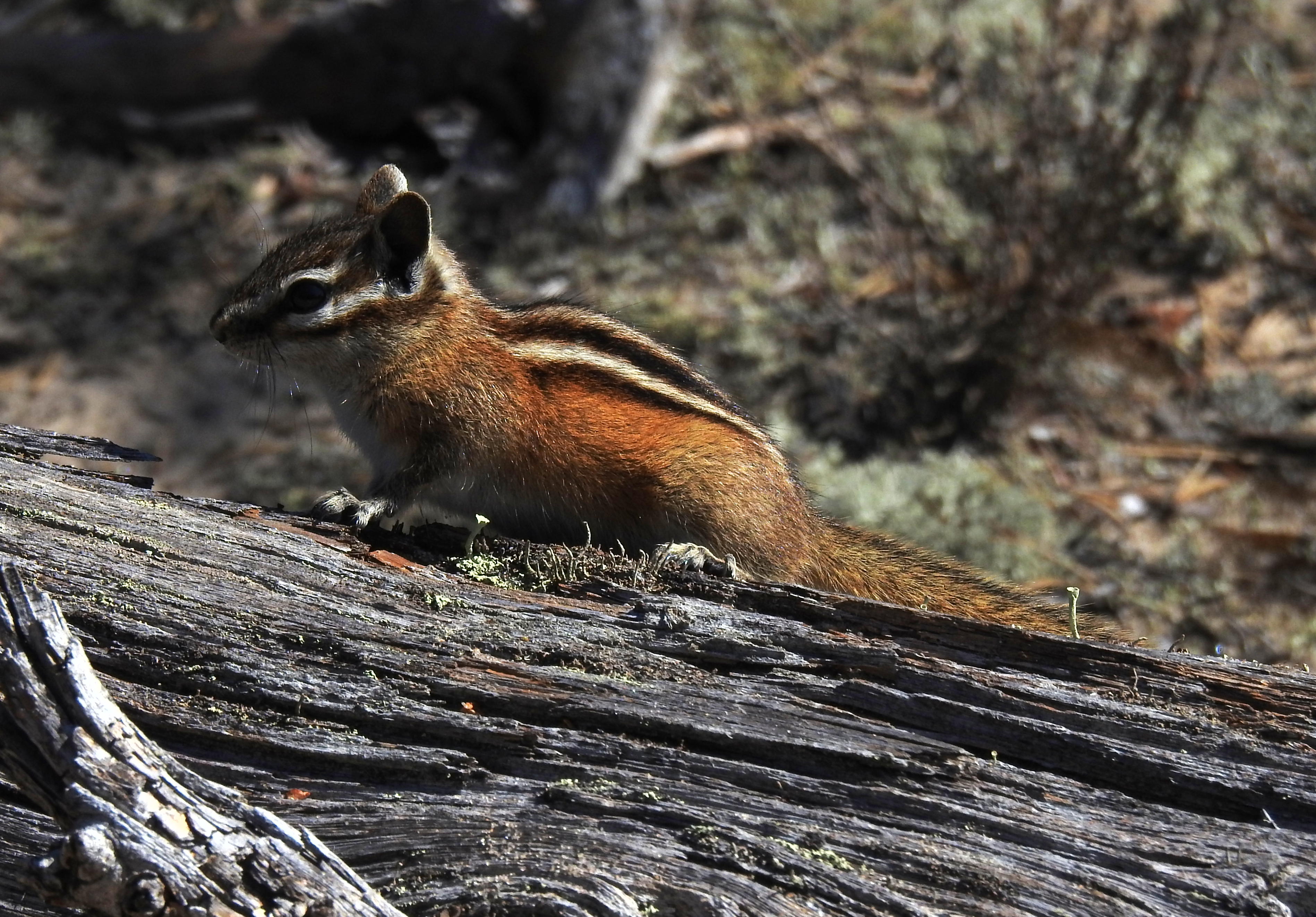 A fun walk from the cabin to the Point – Michael's Place