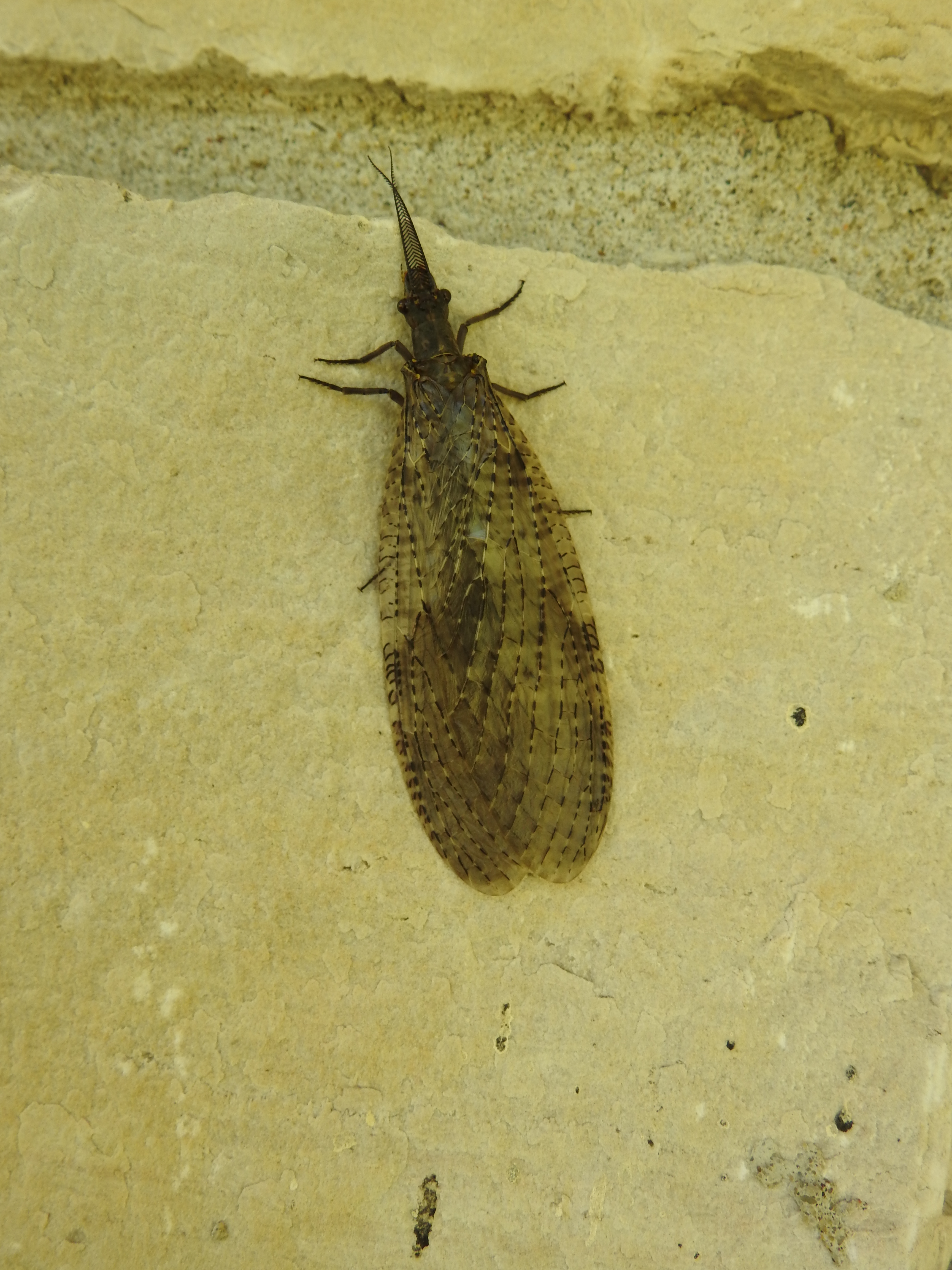 Plants and insects heading south to Ann Arbor – Michael's Place