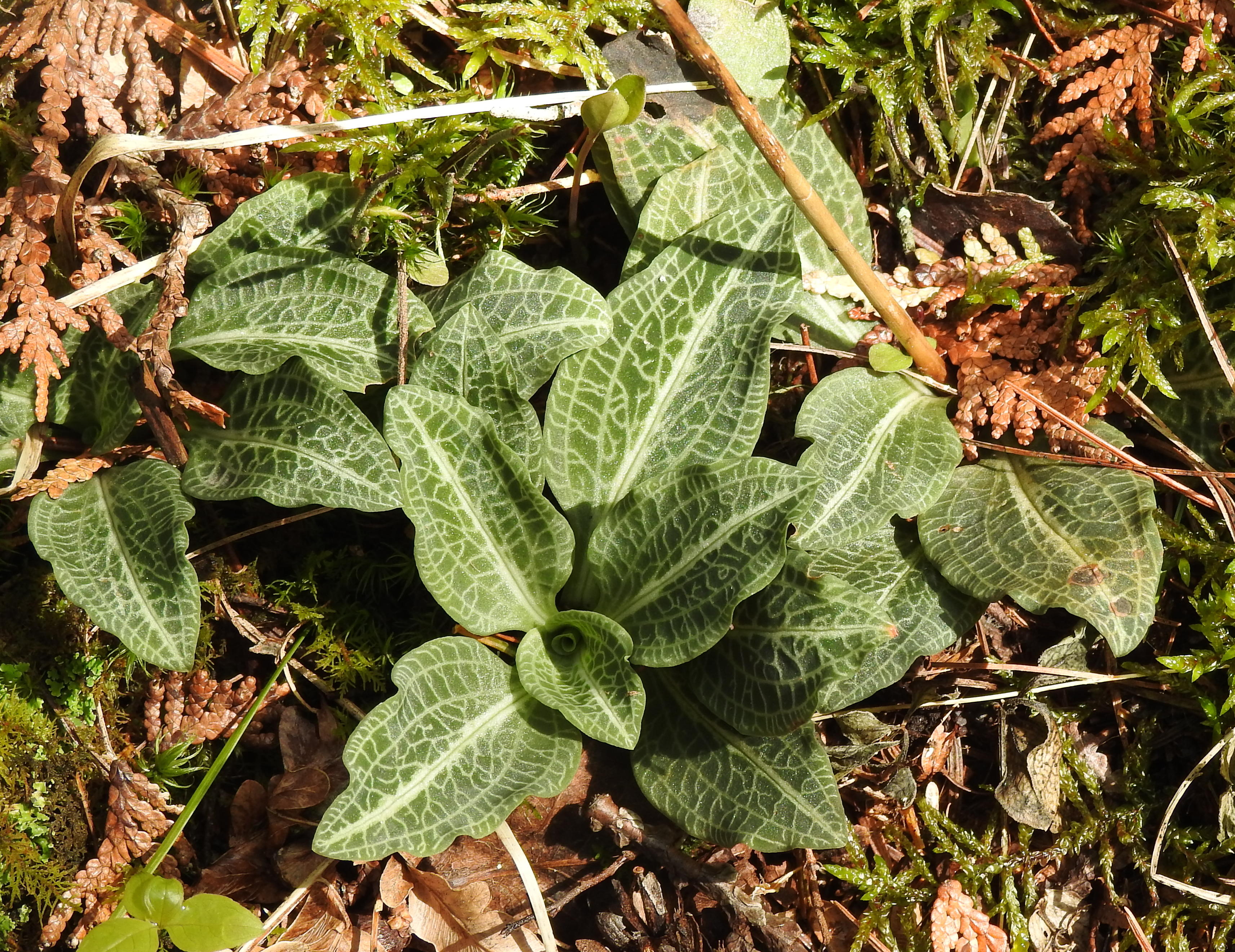 Where and when to find orchids in Michigan – Michael's Place