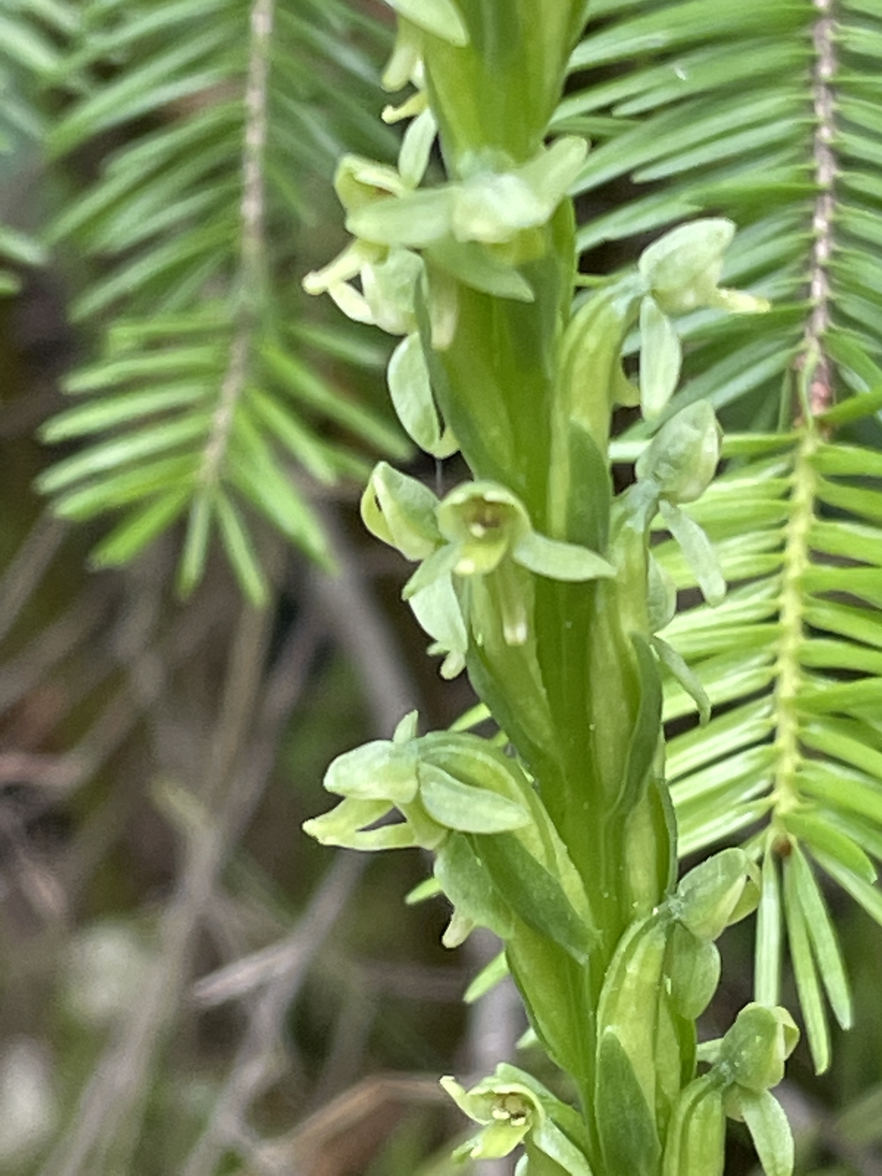 Where and when to find orchids in Michigan – Michael's Place