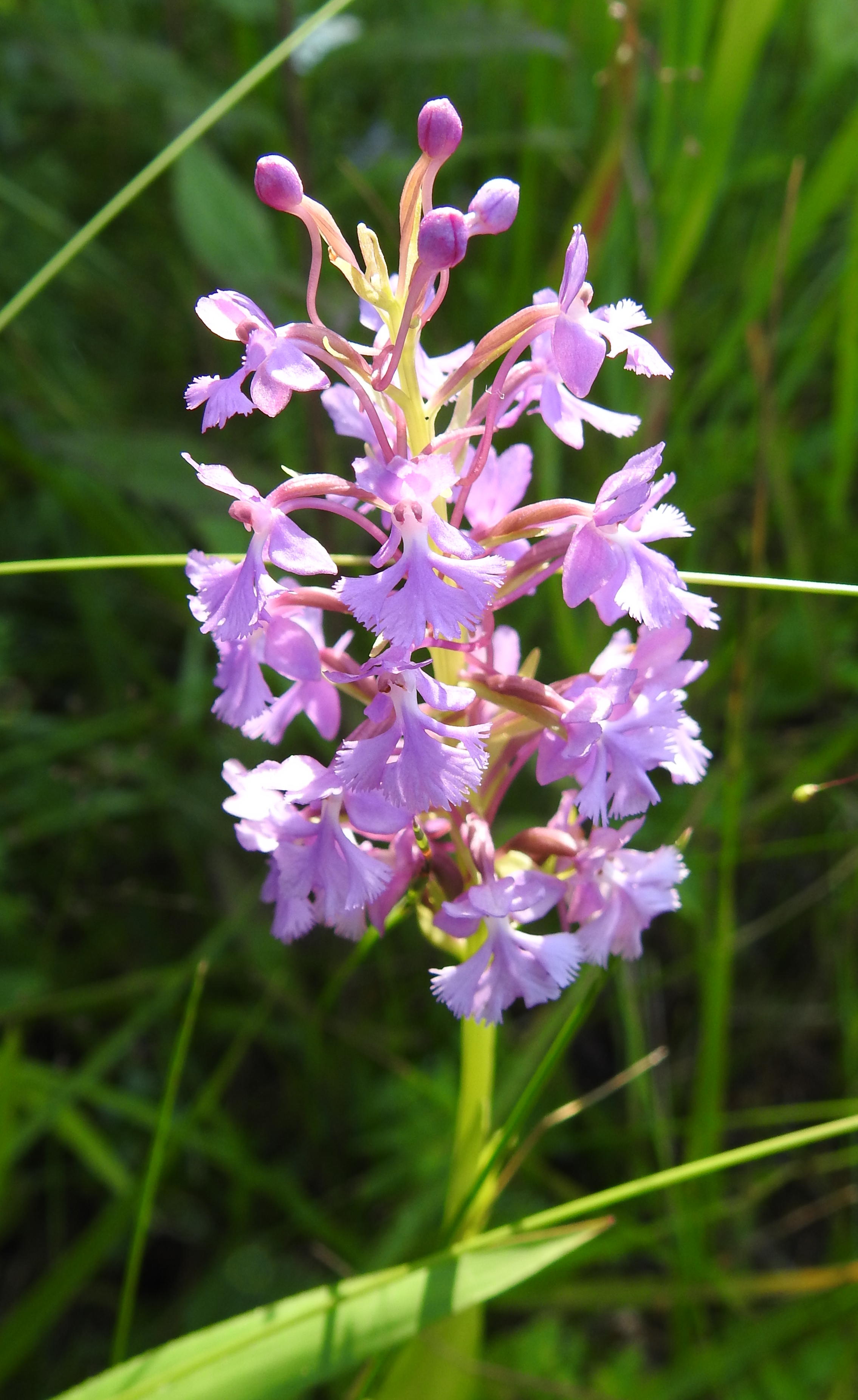 Where and when to find orchids in Michigan – Michael's Place