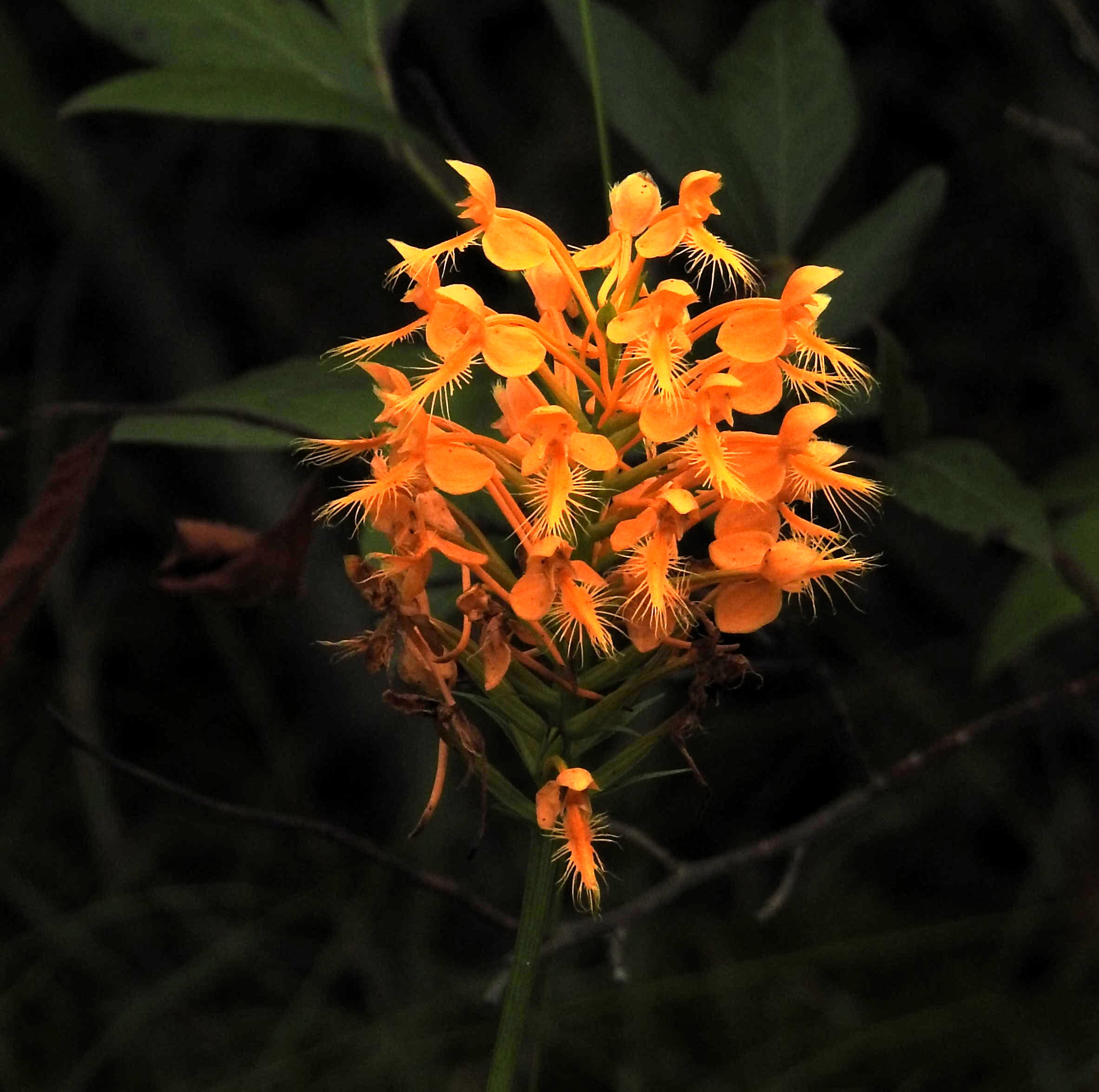 Where and when to find orchids in Michigan – Michael's Place