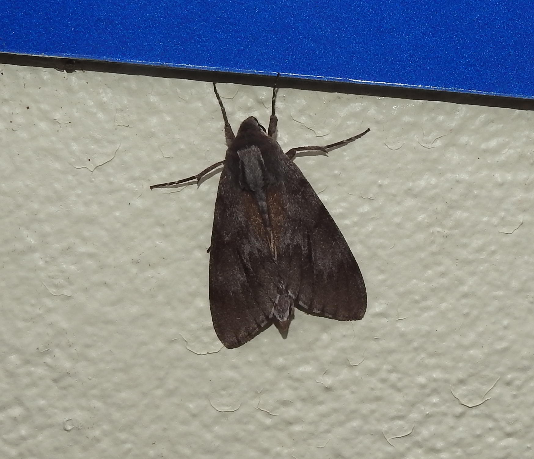 Moths and plants in Florida’s panhandle – Michael's Place