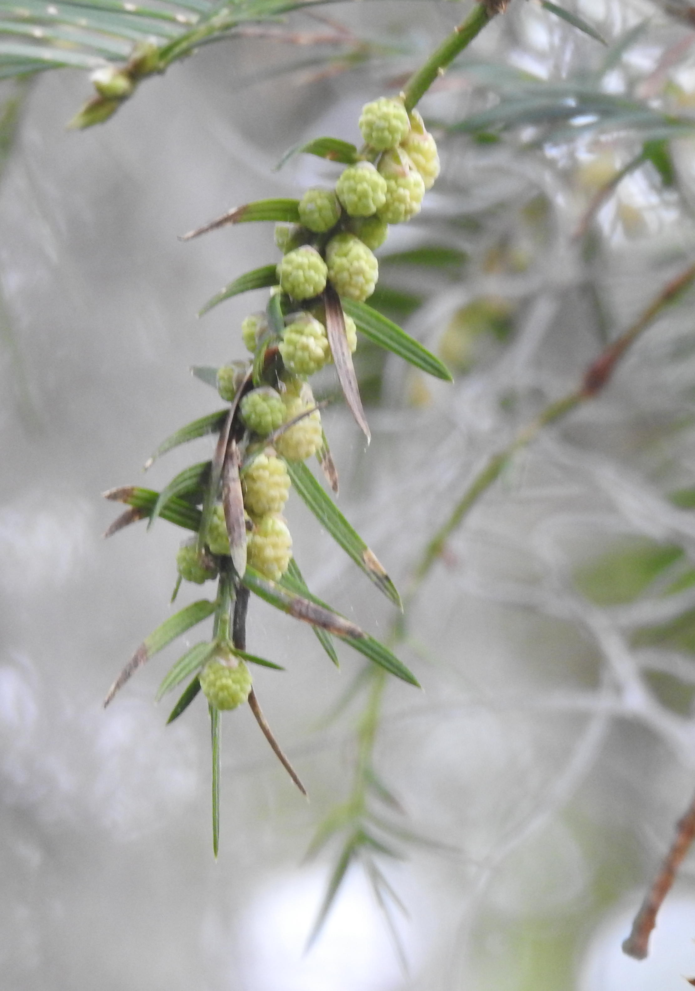 Moths and plants in Florida’s panhandle – Michael's Place