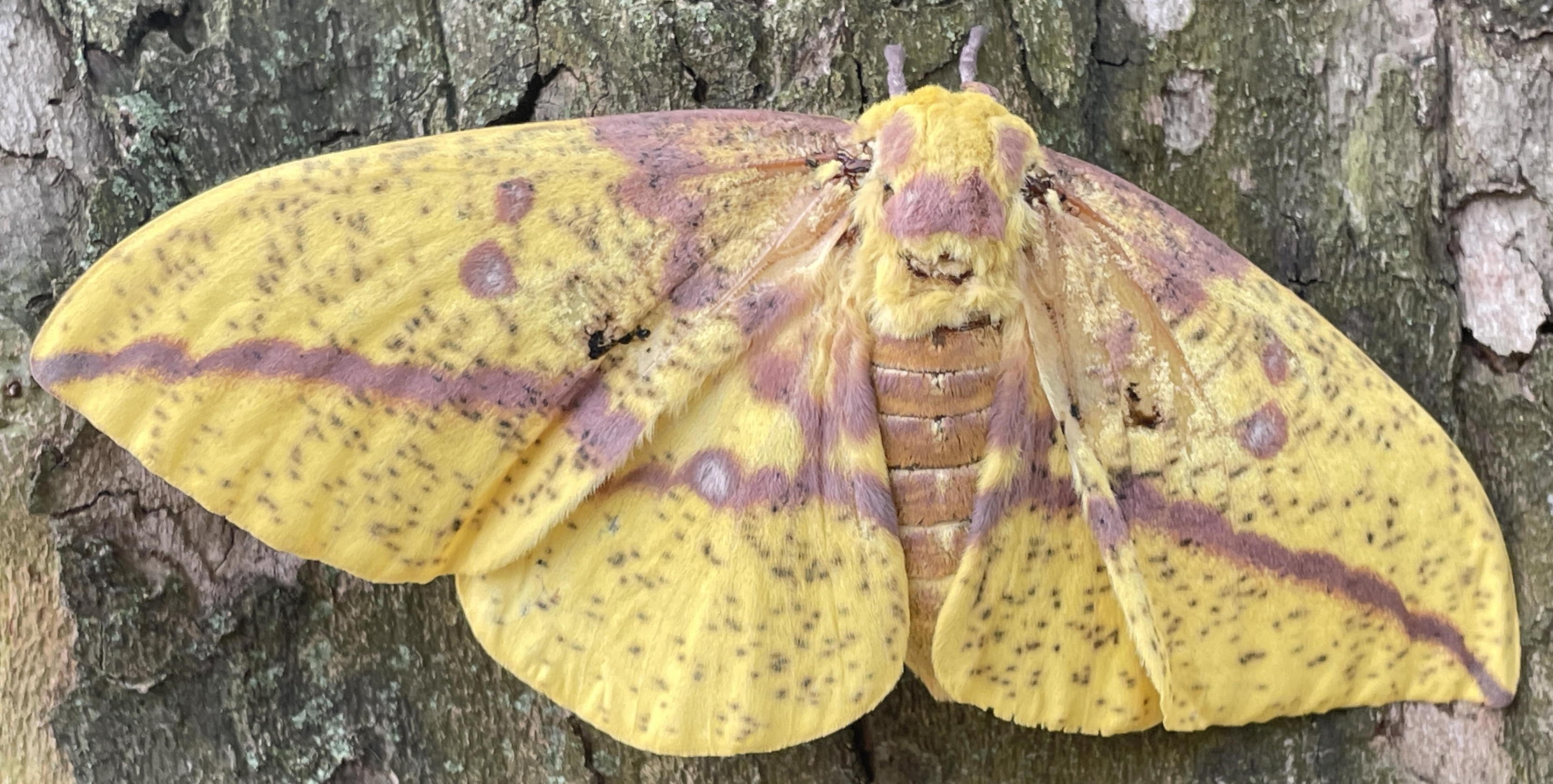 Finding an uncommon and spectacular moth – Michael's Place