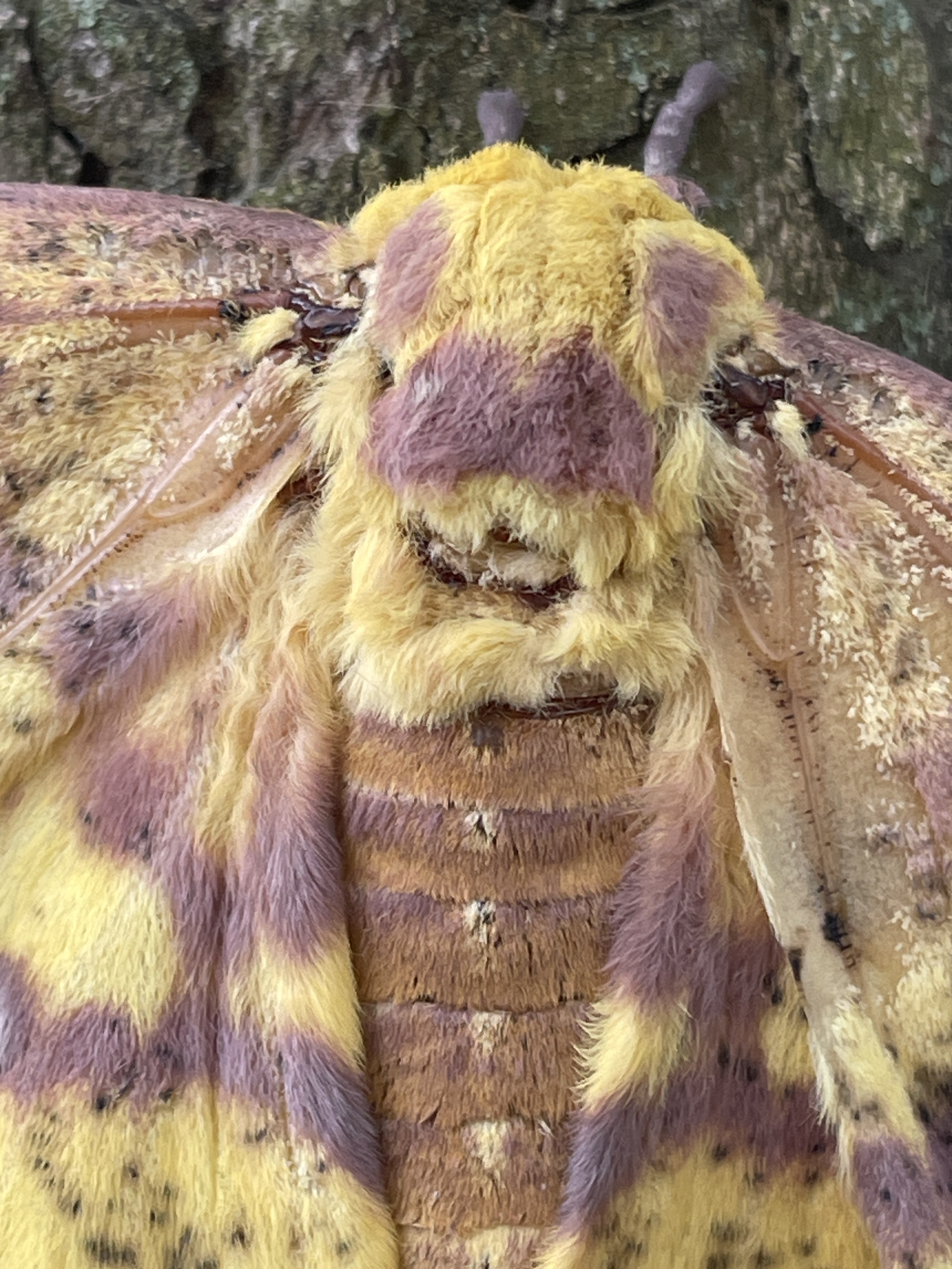 Finding an uncommon and spectacular moth – Michael's Place