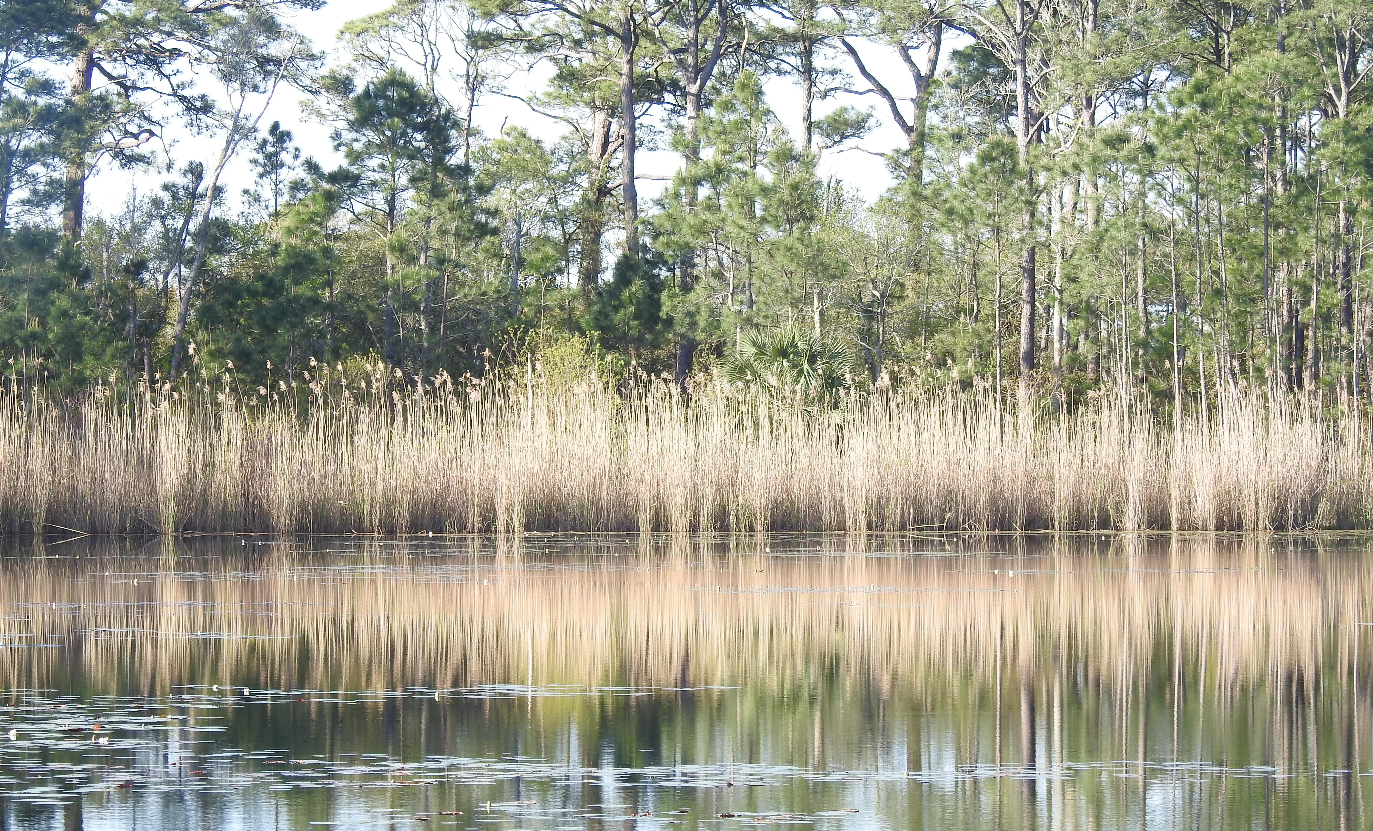 Day-26: Audubon Sanctuary, Dauphin Island, Alabama – Michael's Place