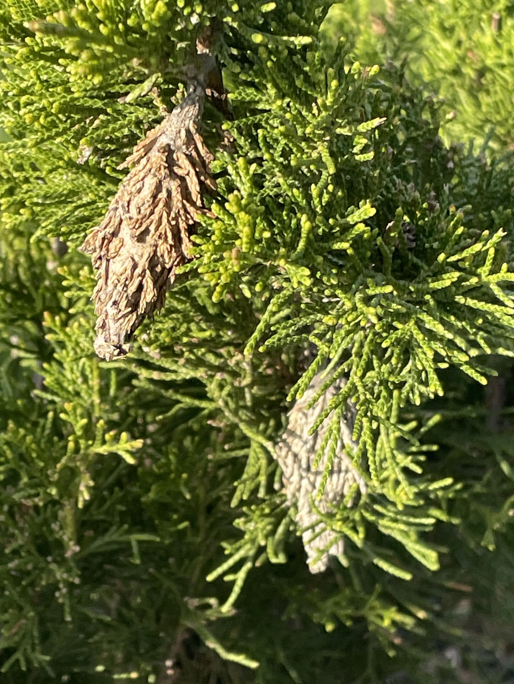 Accidental nature walk in Ann Arbor – Michael's Place