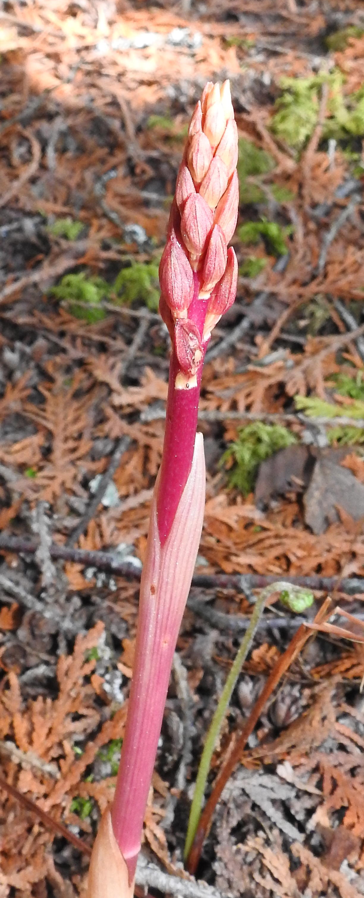 Orchids in Mackinac County, Michigan – Michael's Place