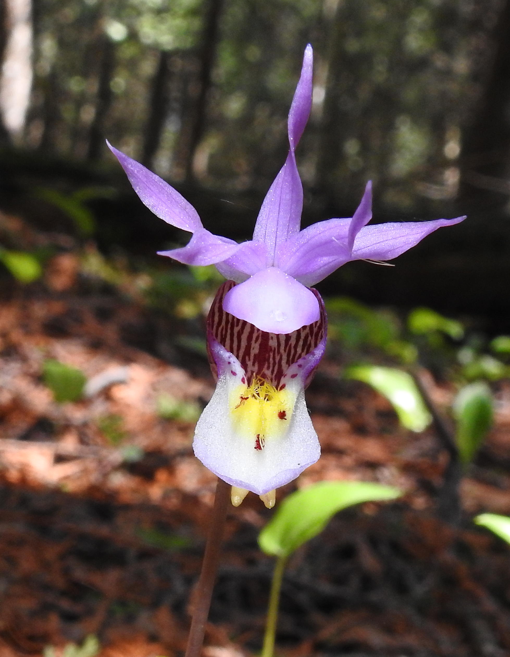 Orchids in Mackinac County, Michigan – Michael's Place