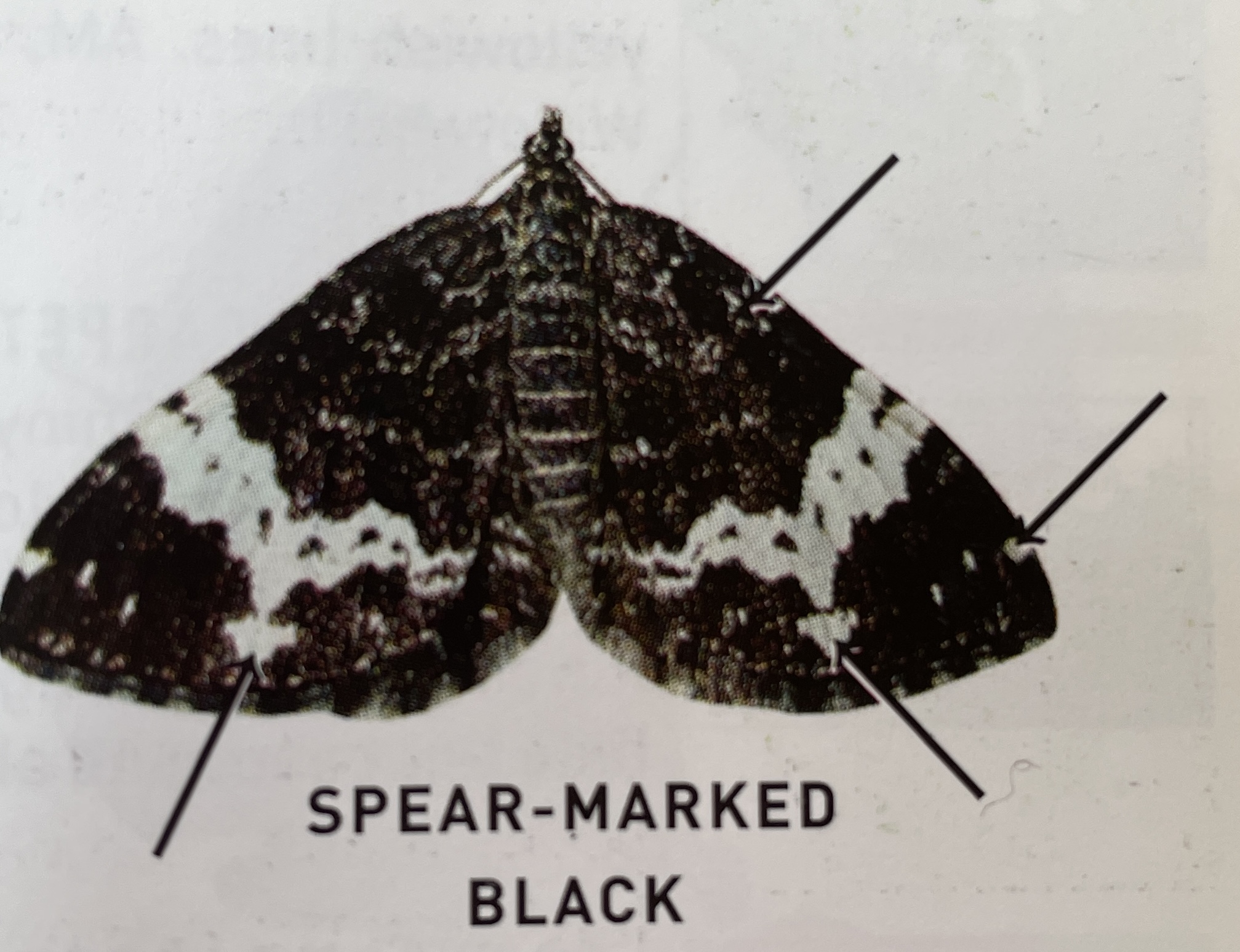 A couple of interesting moths – Michael's Place