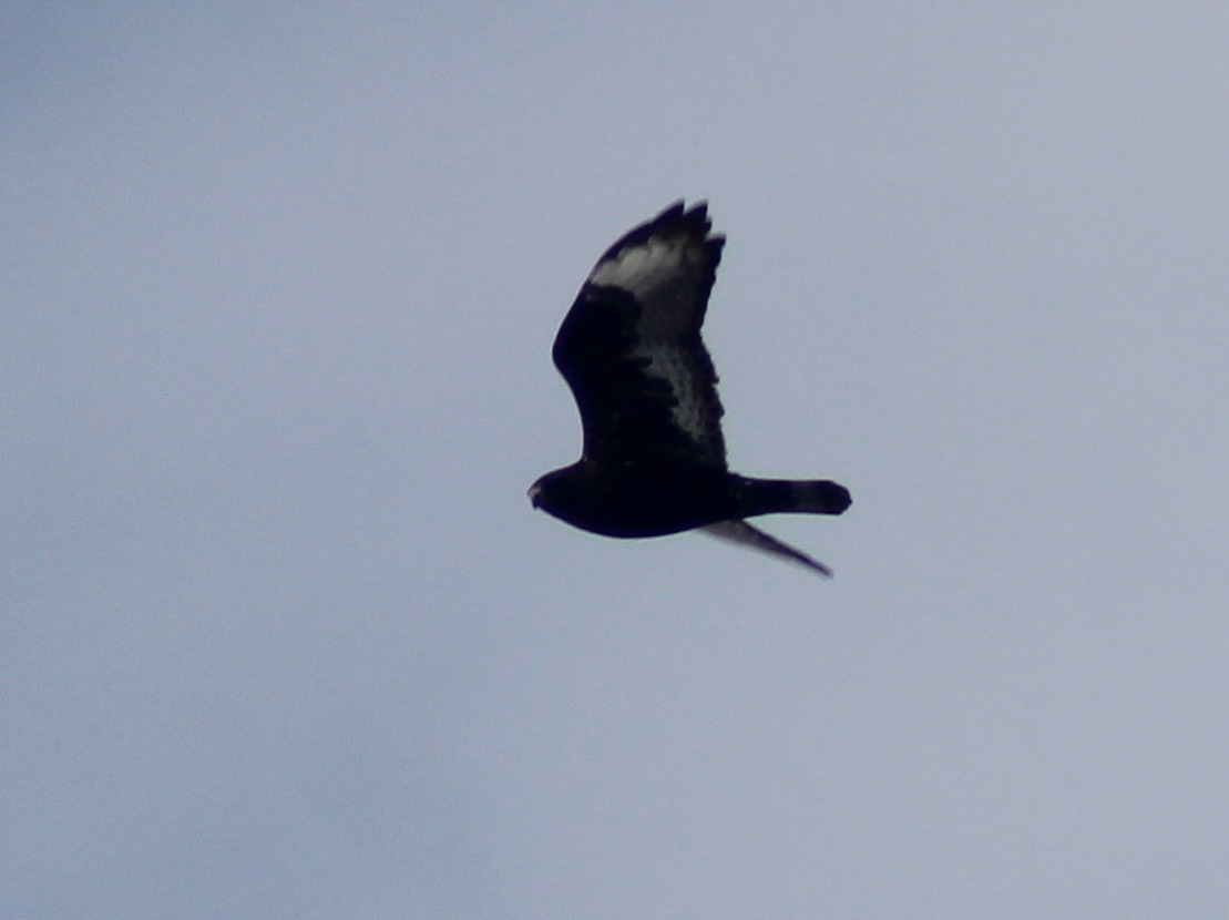 Whitefish Point – A rare bird shows up – Michael's Place