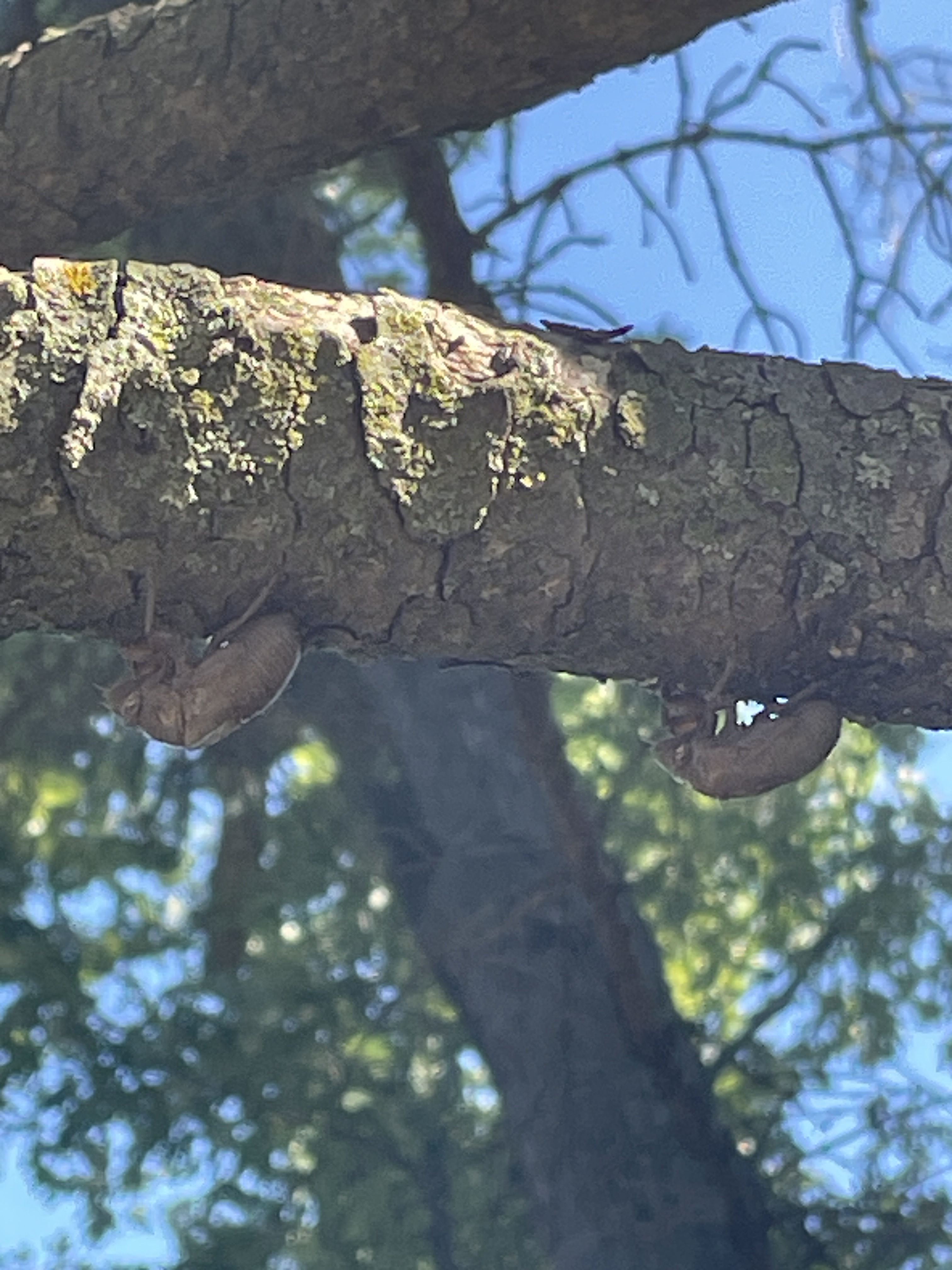 Cicadas and figs – Michael's Place