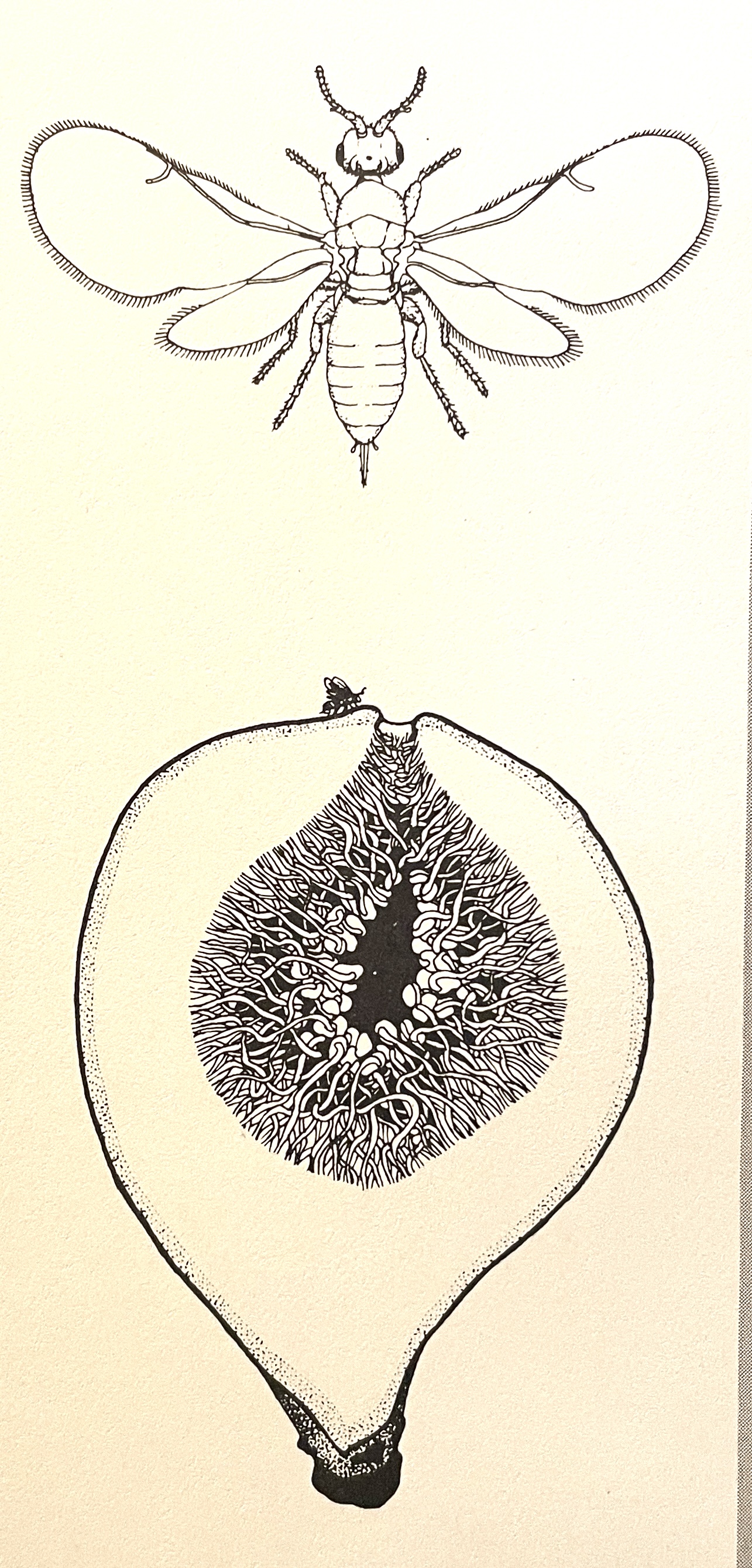 Cicadas and figs – Michael's Place