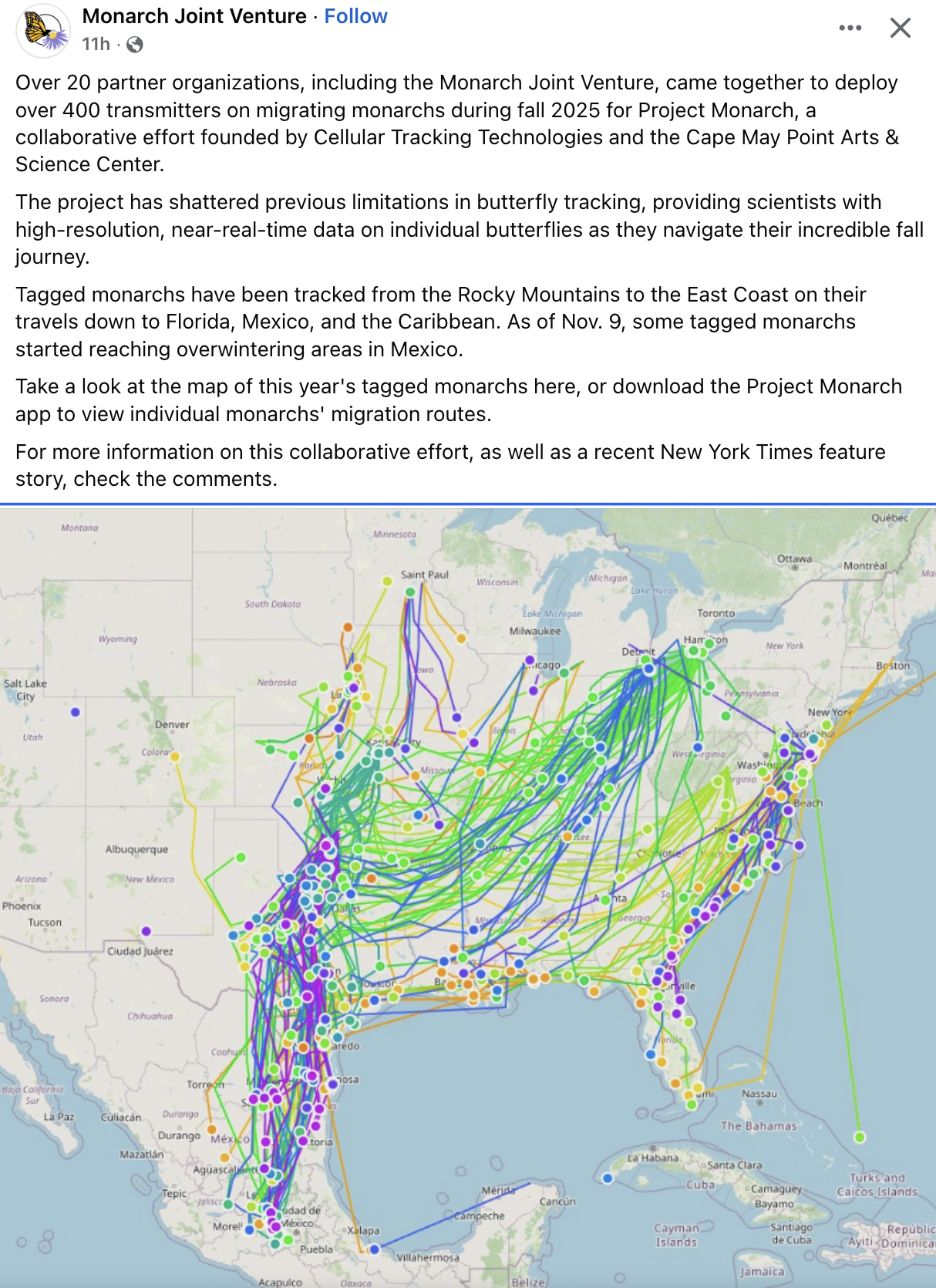 Monarch migration – Michael's Place