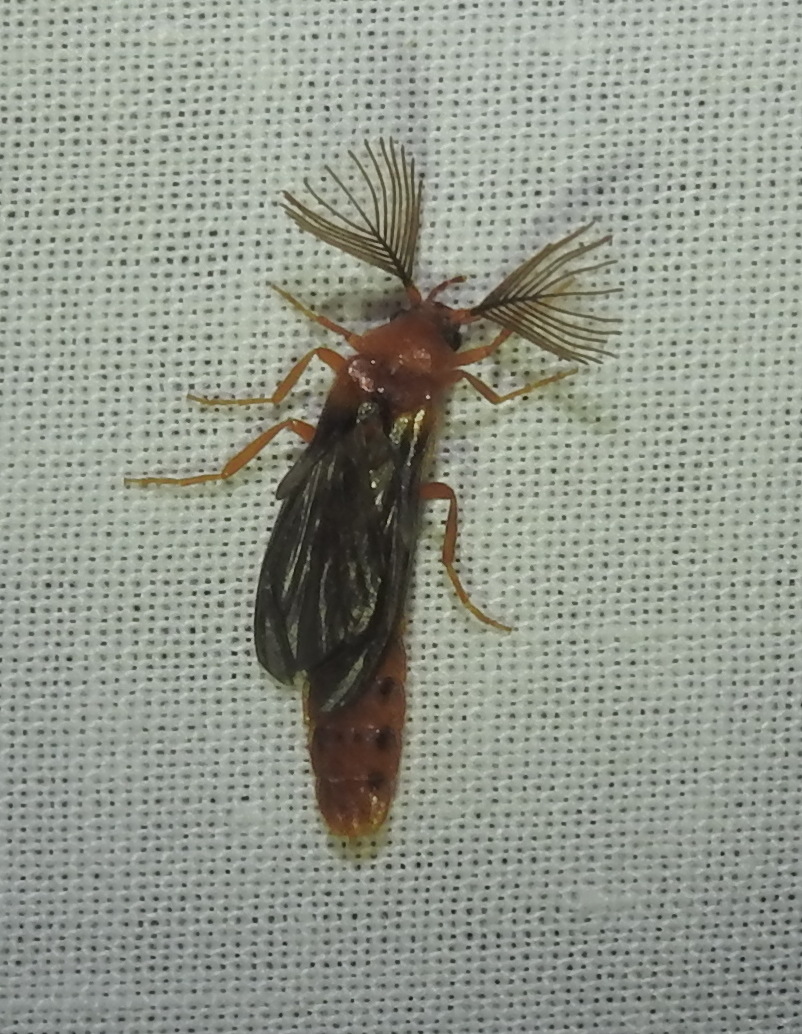 Alabama, so far it’s all about insects – in a good way – Michael's Place