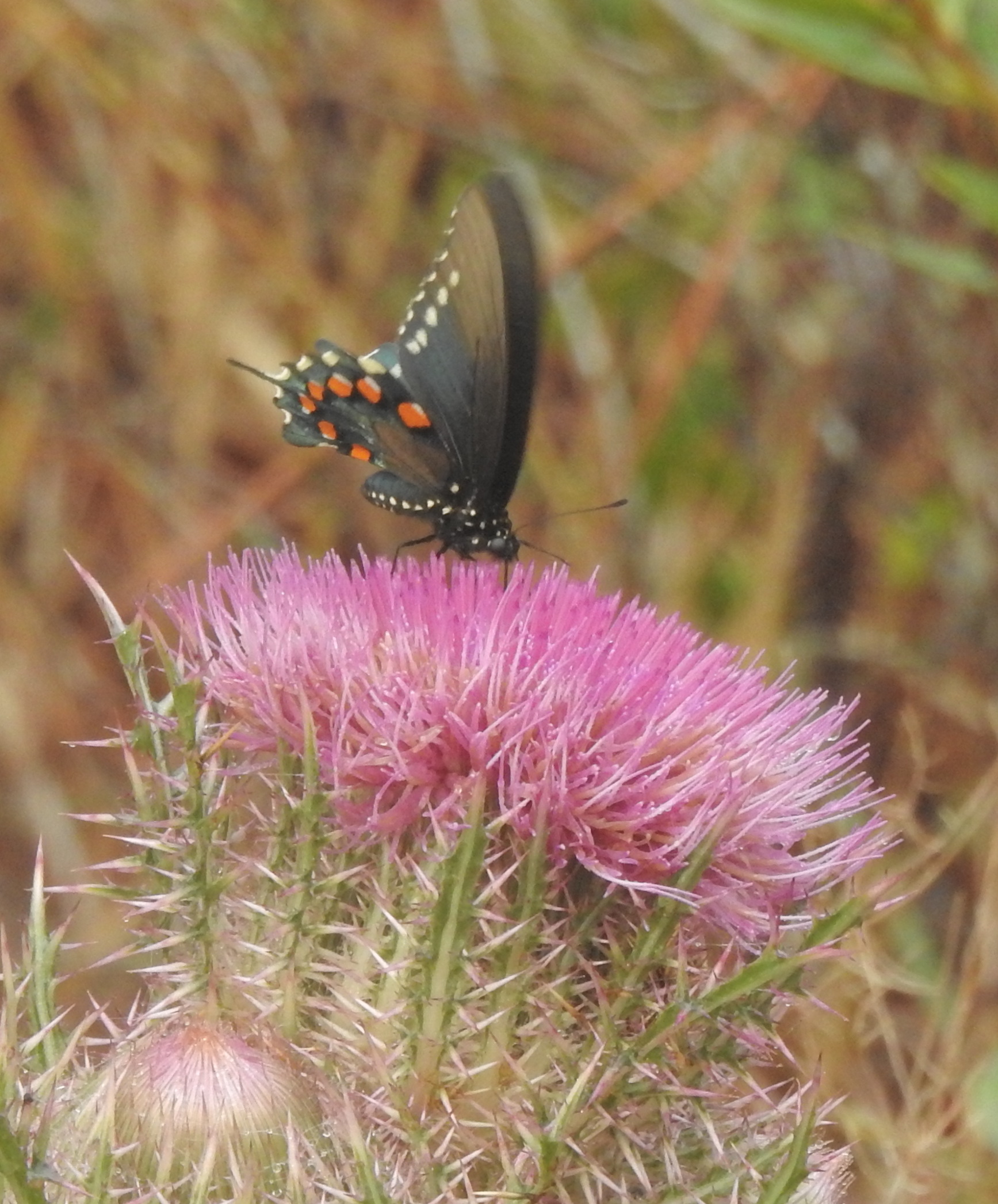 Goethe National Forest, Florida – Michael's Place