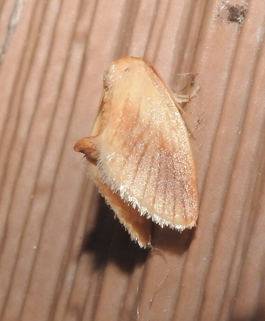Whitefish Point moths – Michael's Place