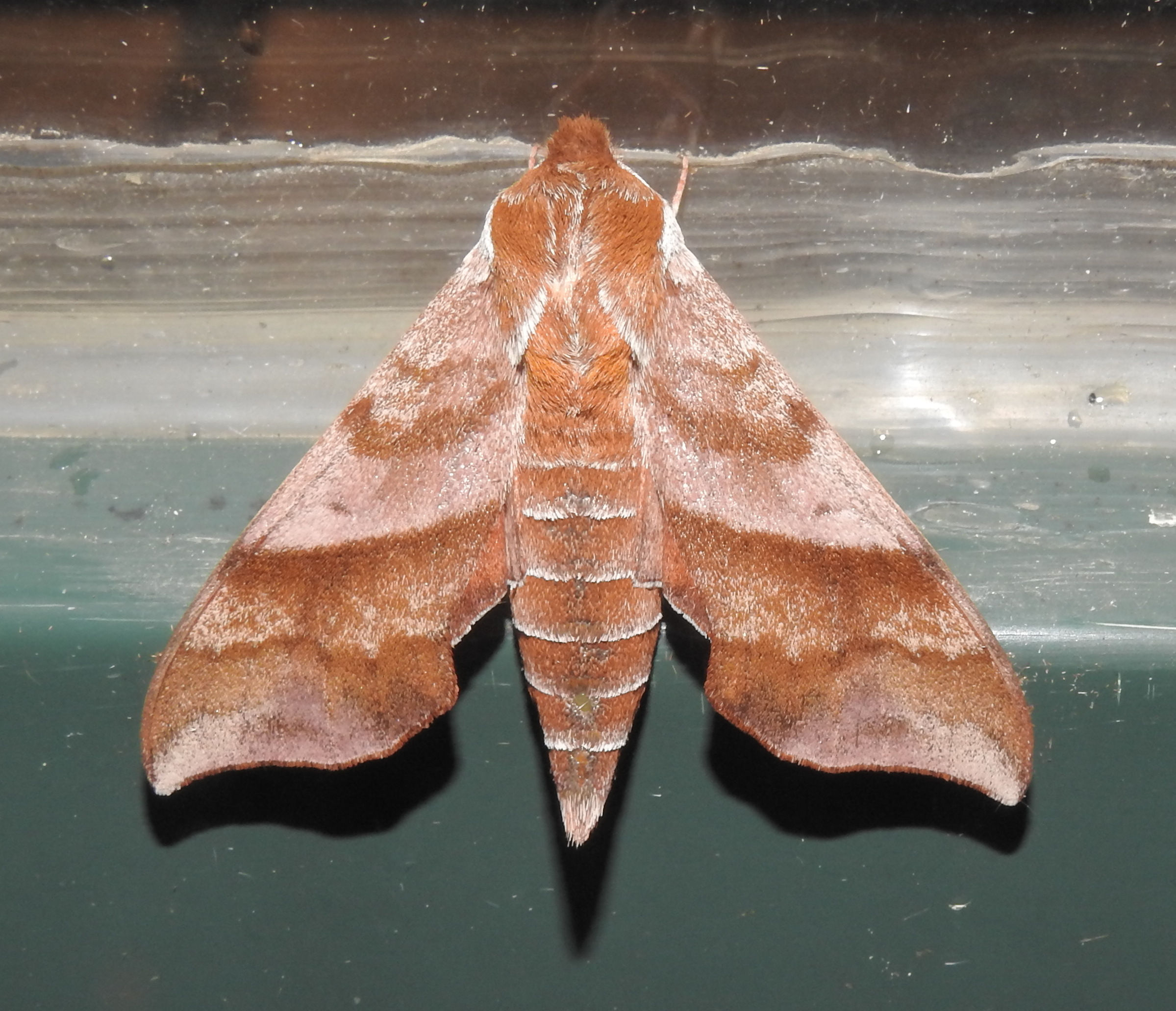 Whitefish Point moths – Michael's Place