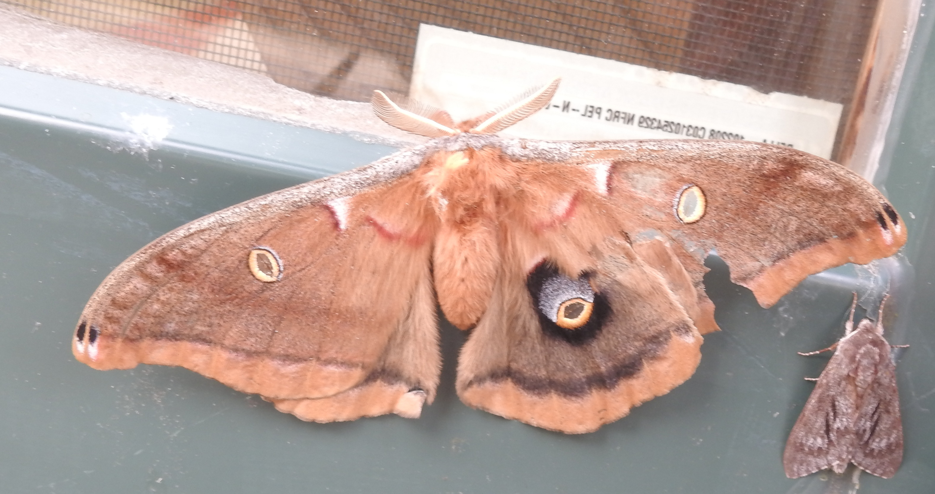Whitefish Point moths – Michael's Place