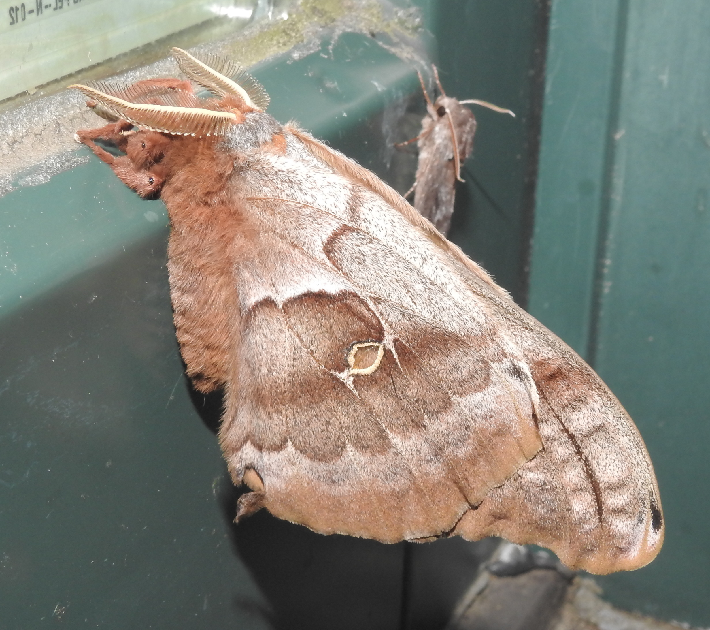 Whitefish Point moths – Michael's Place
