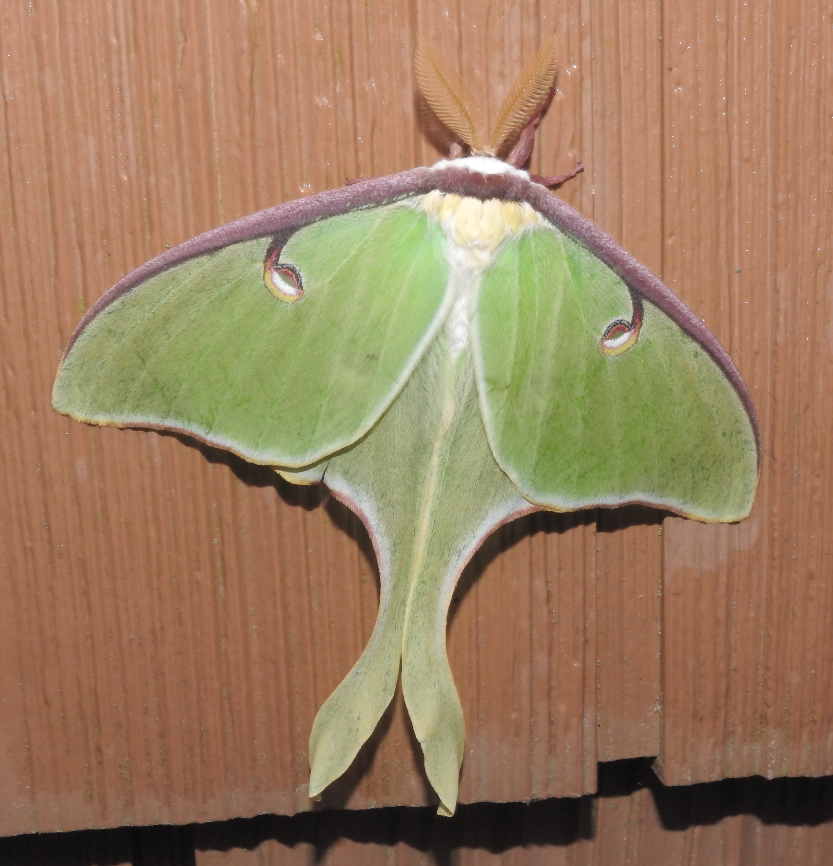 Whitefish Point moths – Michael's Place